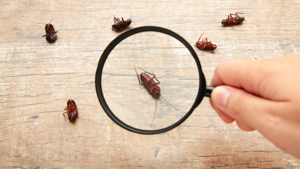 The Legal Requirements of Selling Pest Control Products in New Zealand ...